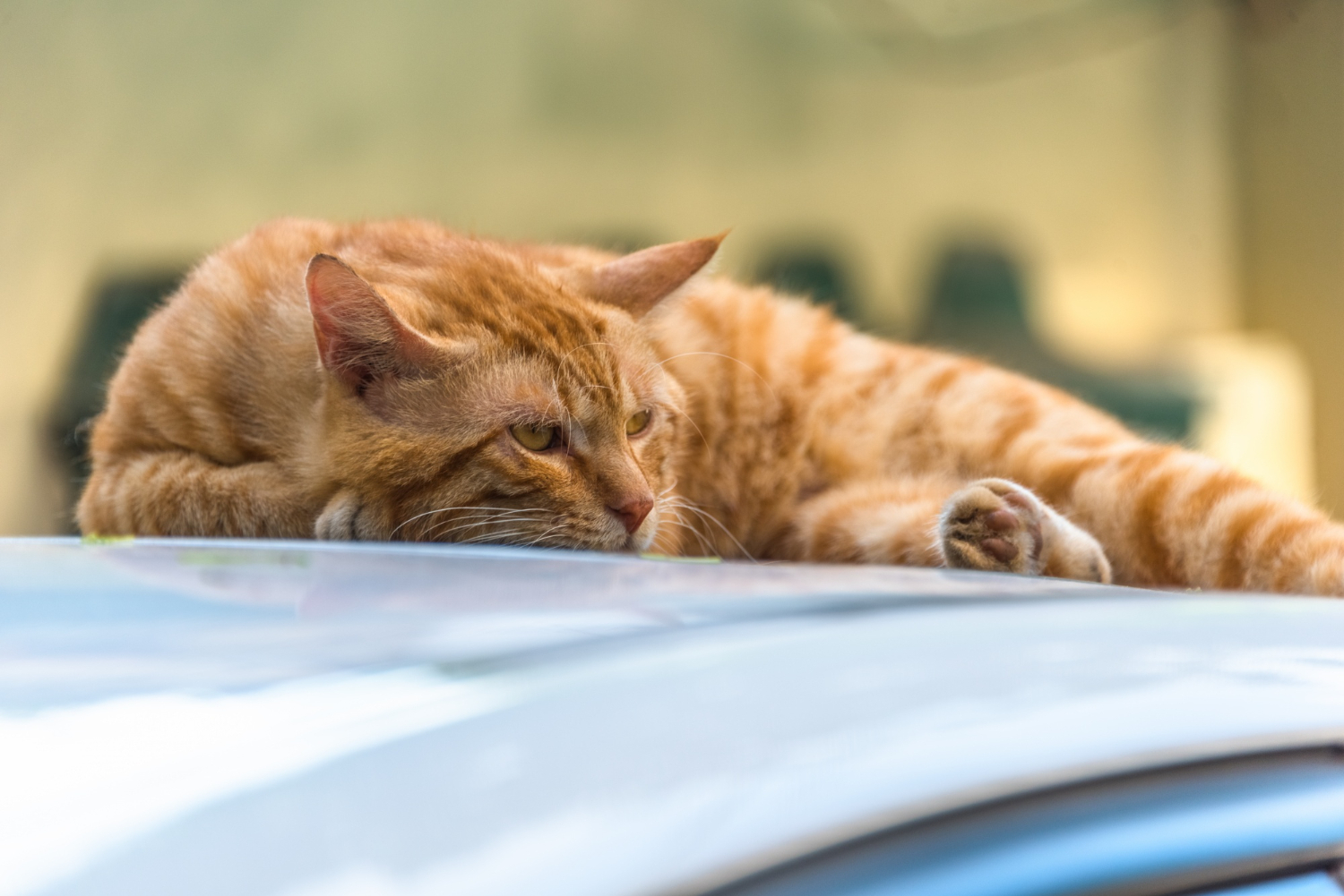 How to Keep Cats Off Your Car: Simple, Non-Harmful Ways to Prevent ...